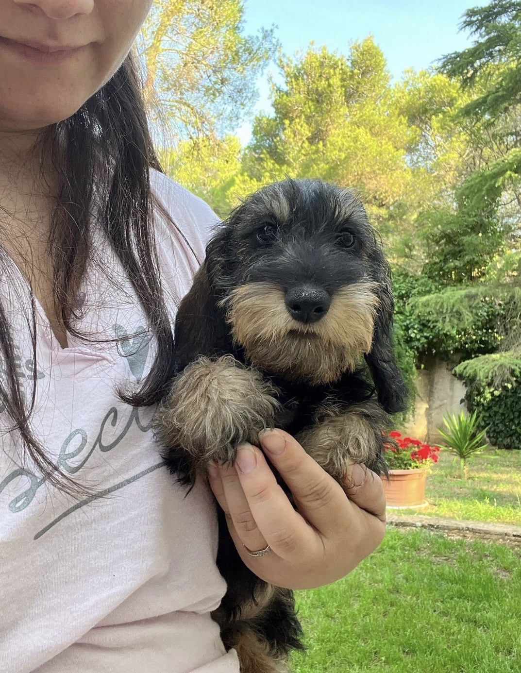 Cuccioli – Daydreaming stars